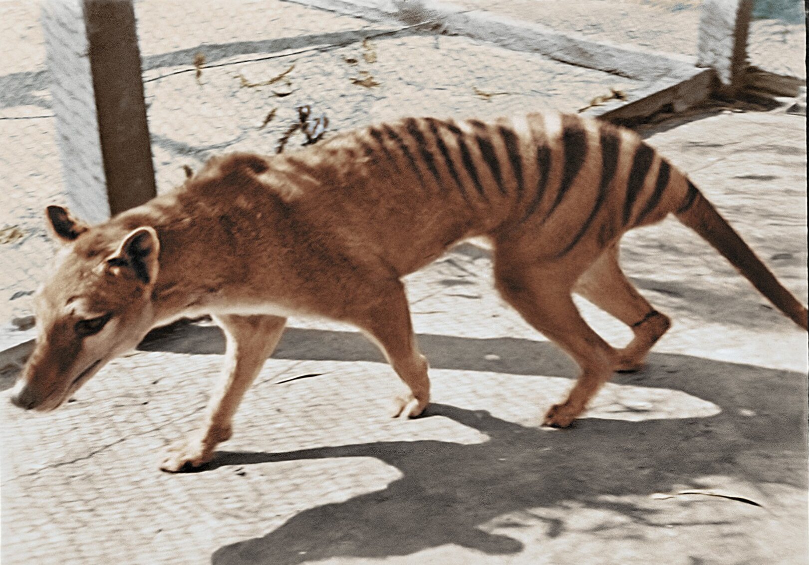 Nova znanstvena prelomnica na poti oživitve izumrlih vrst - N1