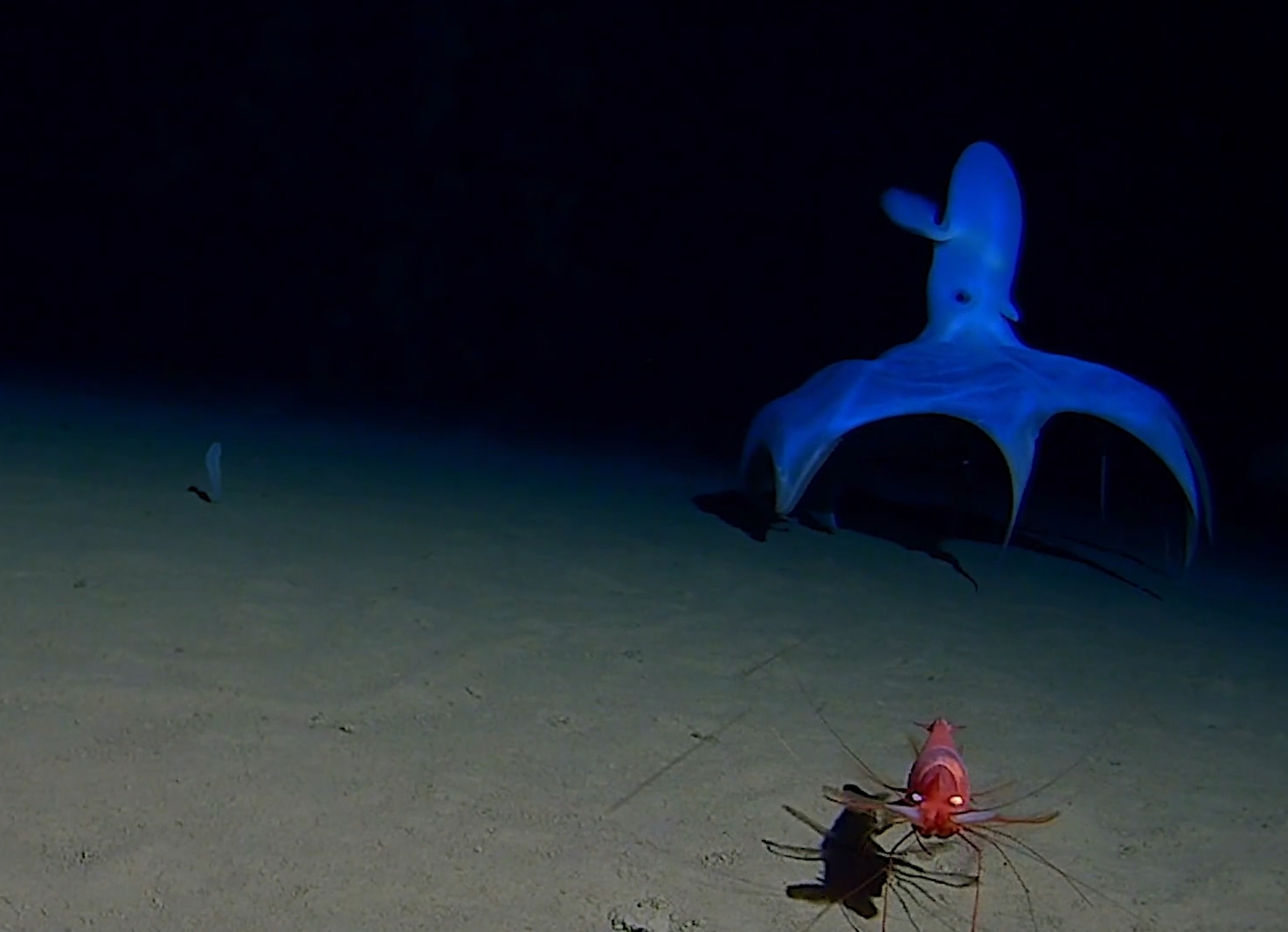 Raziskovalci na dnu oceana posneli nenavadno bitje (VIDEO) - N1