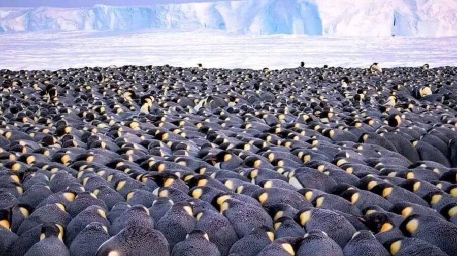 Uganete, kaj je na fotografiji? - N1