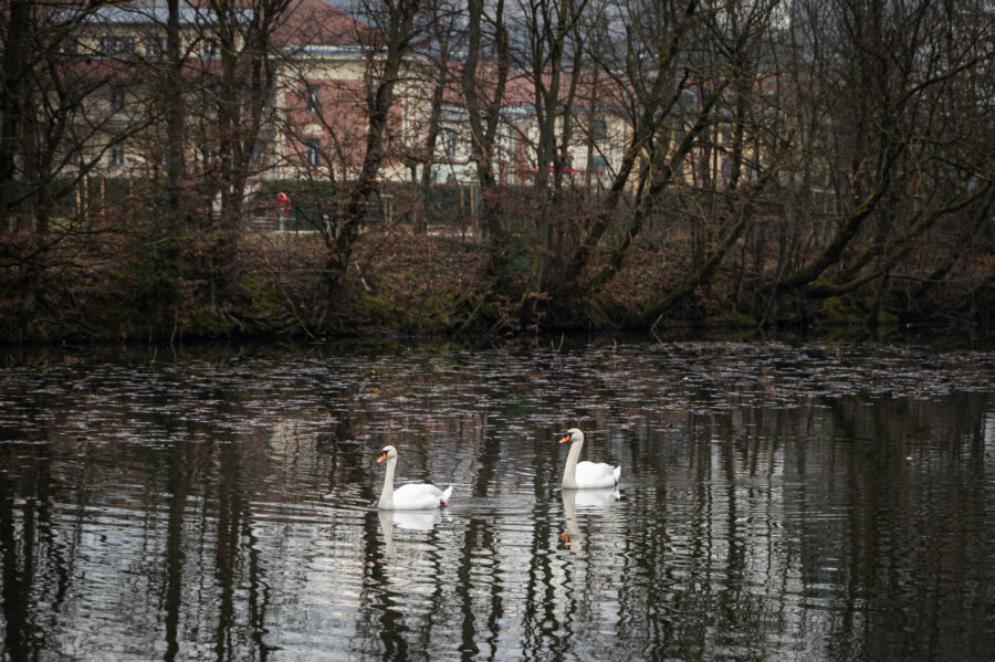 Nepričakovano odkritje v ljubljanskem Krajinskem parku Tivoli - N1