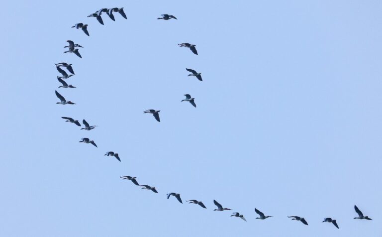 Zakaj ptice ustvarjajo nenavadne oblike jat? Vsi nad njimi niso ...