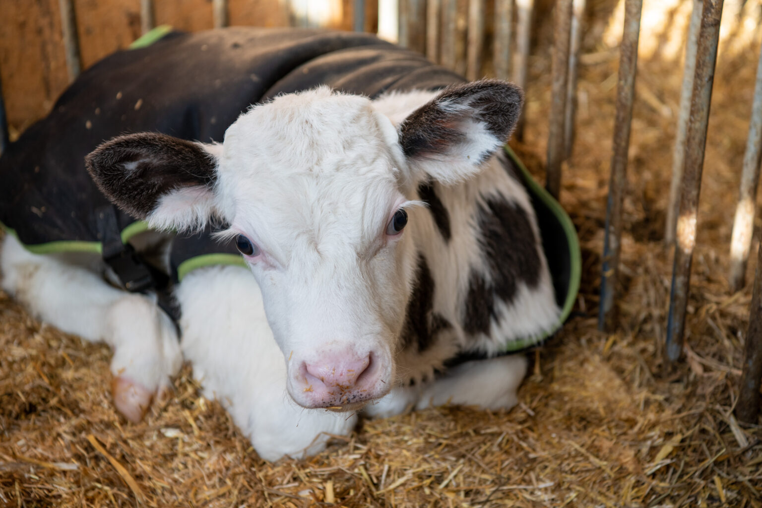 Kravji spa: kako nova generacija kmetov skrbi za živali? (VIDEO) - N1