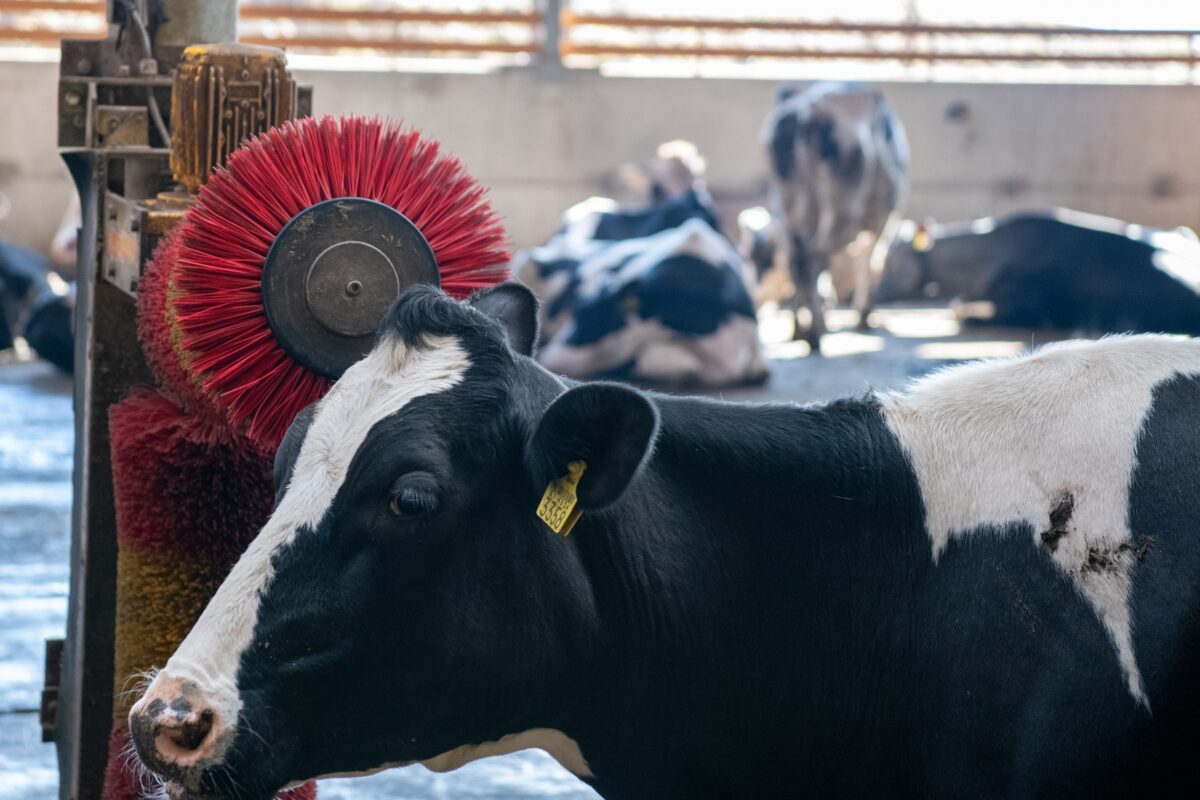 Kravji spa: kako nova generacija kmetov skrbi za živali? (VIDEO) - N1