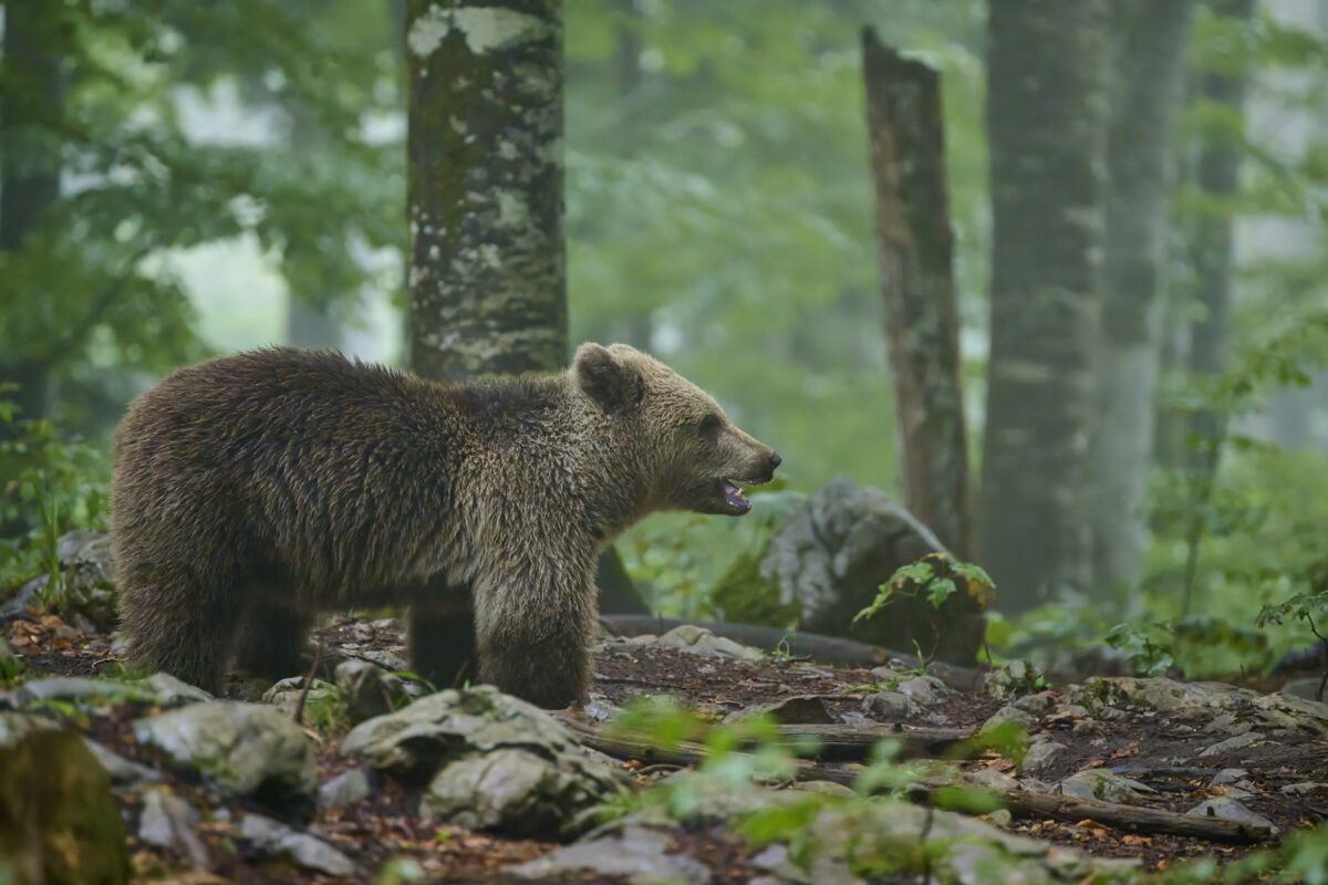 Po ulicah Kočevja se sprehaja medvedji mladič - N1