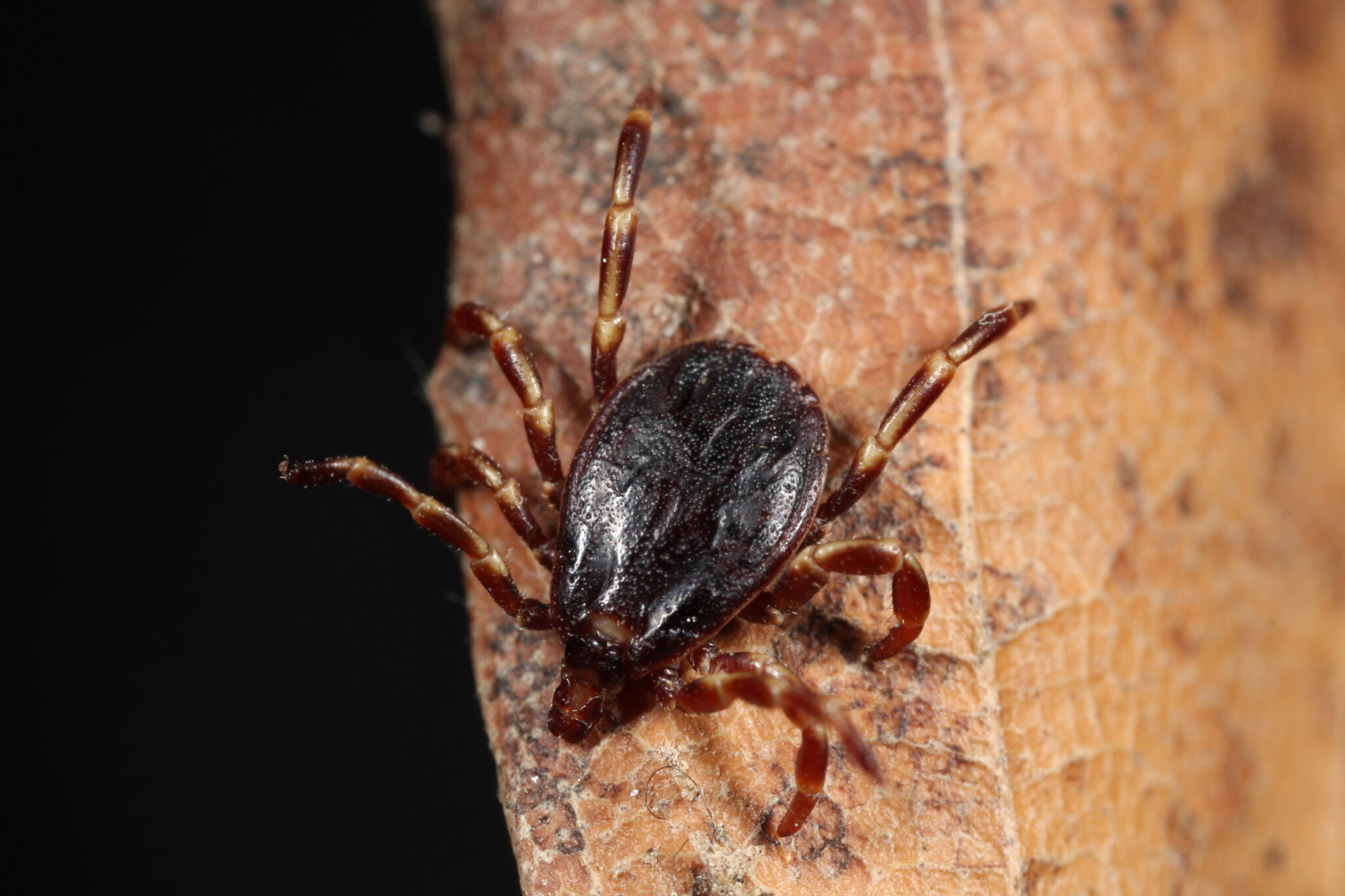 To je resnica o orjaškem tropskem klopu na Krasu - N1