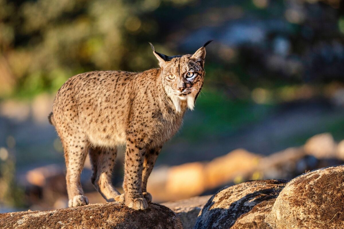 Velik uspeh: ena izmed najredkejših mačk na svetu ni več ogrožena - N1