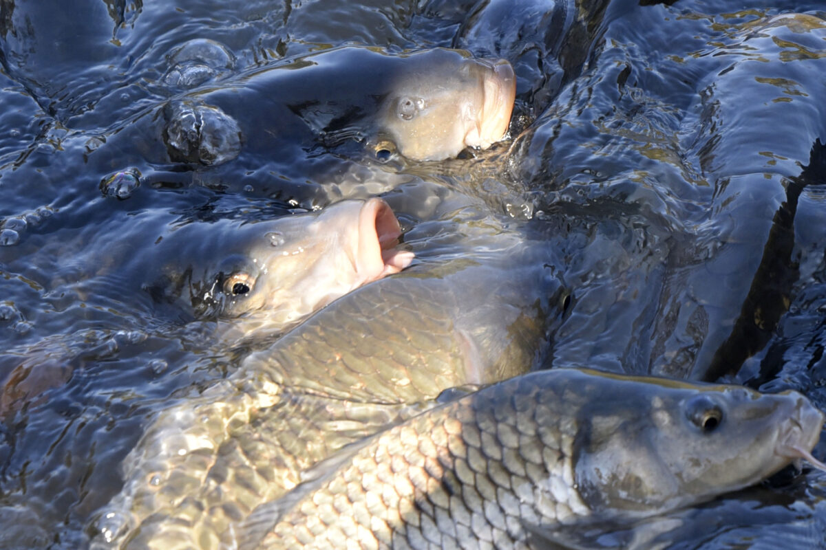 Slovenski ribiči v strahu pred virusom, ki lahko izbriše vso populacijo ...