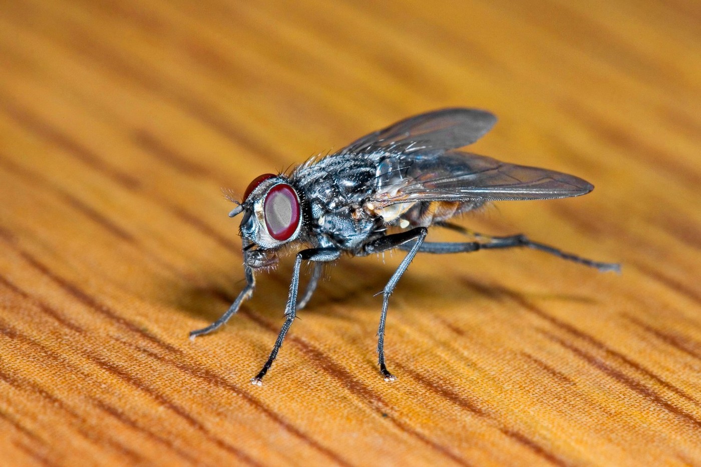 Enostaven trik, s katerim se boste znebili muh v stanovanju - N1
